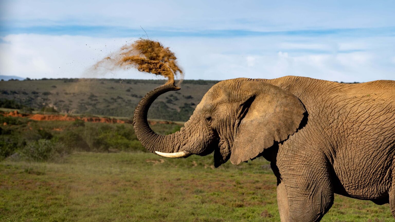 About Global Humane Society - Global Humane Society