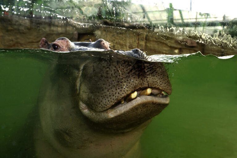 Certify Humane Treatment - Global Humane Society