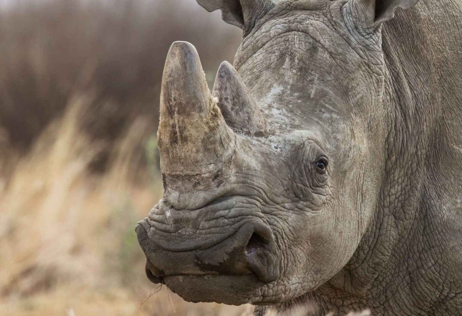 Global Humane Society