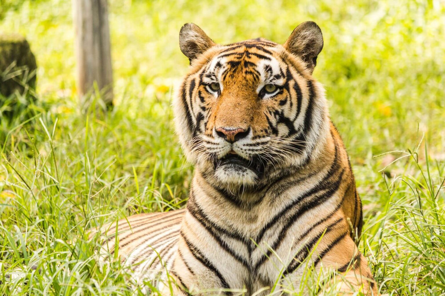 Global Humane Society